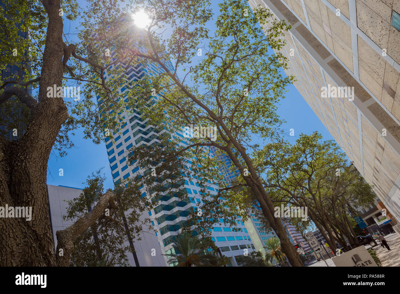 Tree on a skyscraper hi-res stock photography and images - Alamy