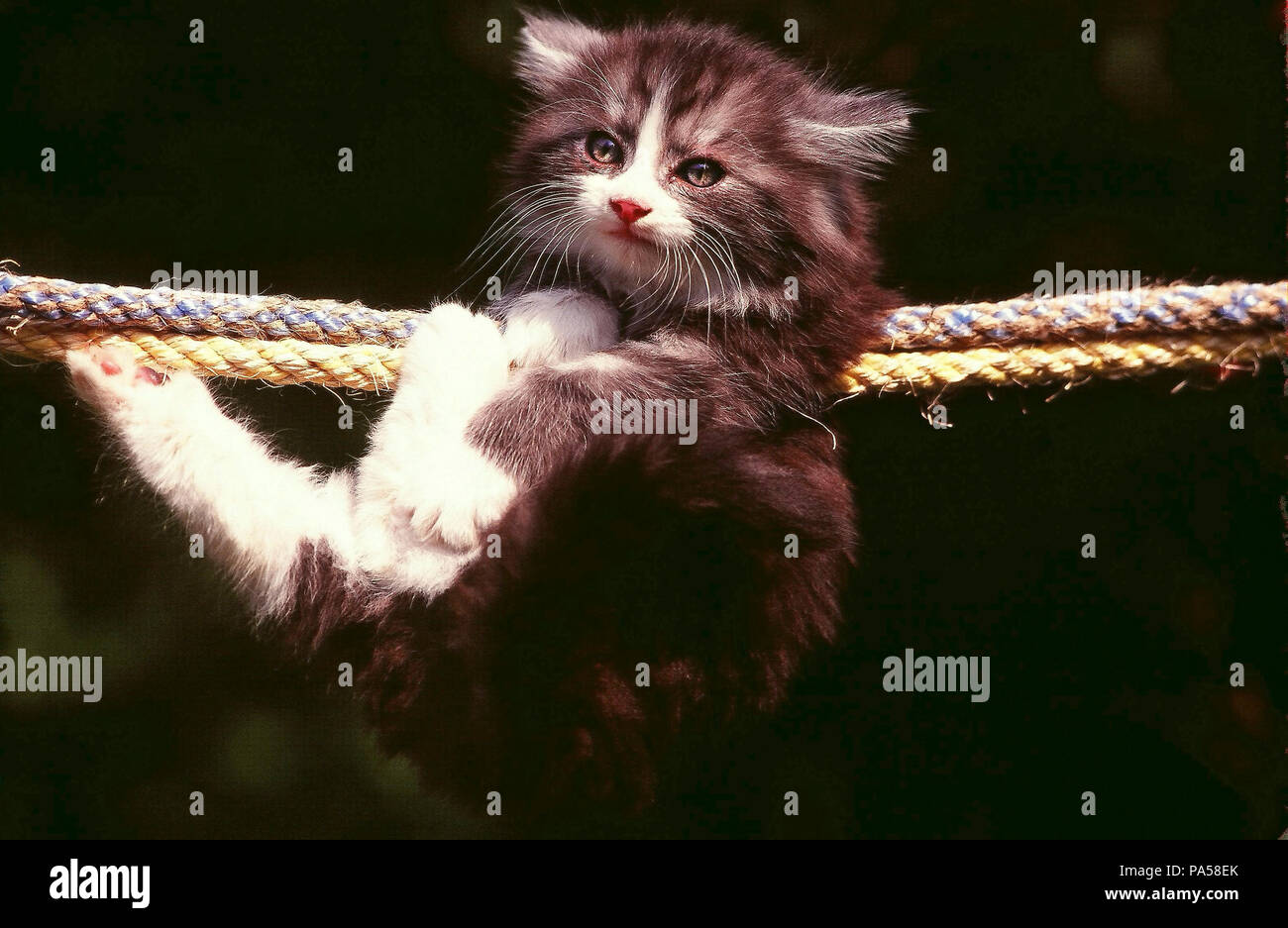 Cat on rope hi-res stock photography and images - Alamy