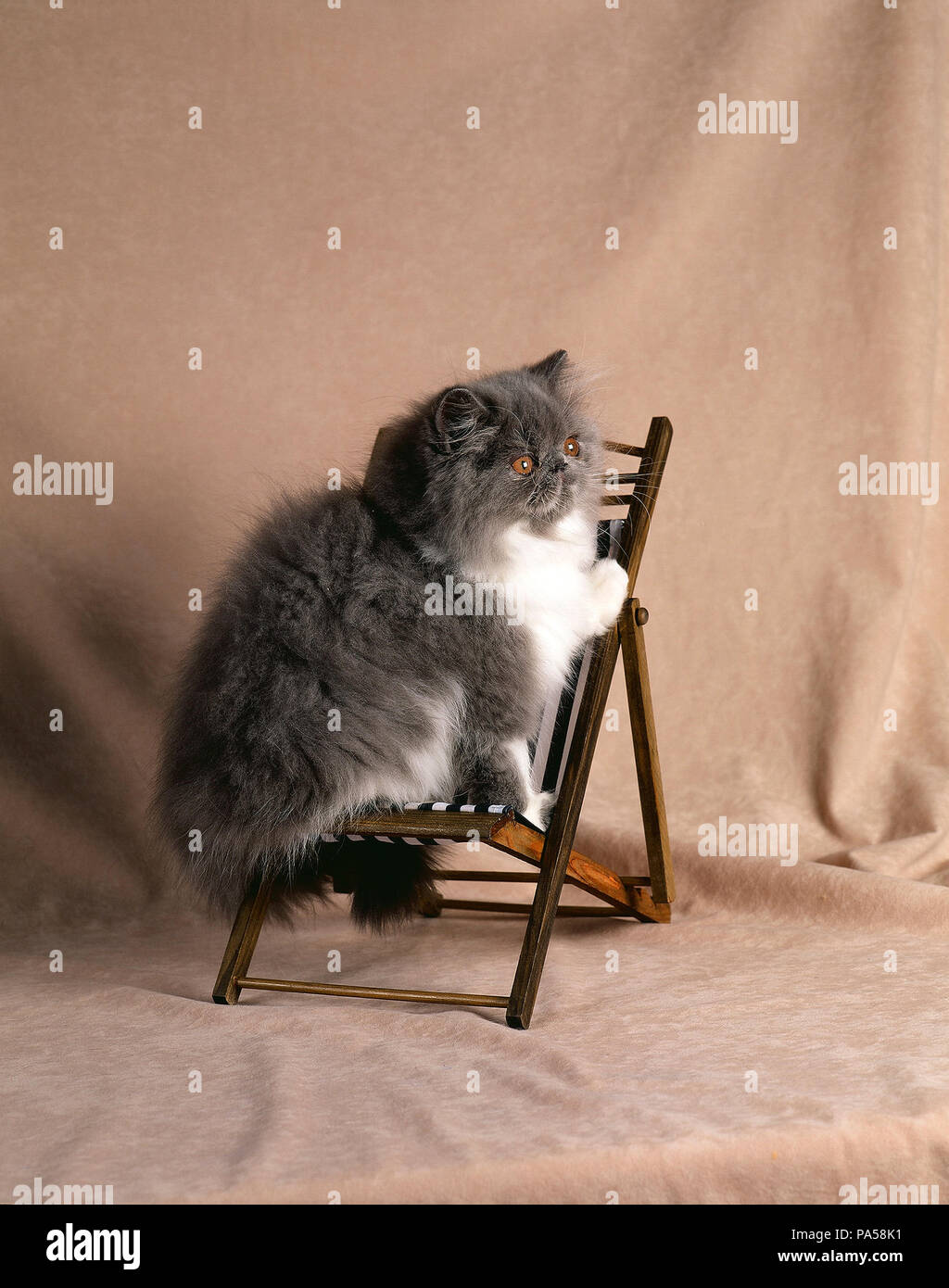 Persan hi-res stock photography and images - Alamy