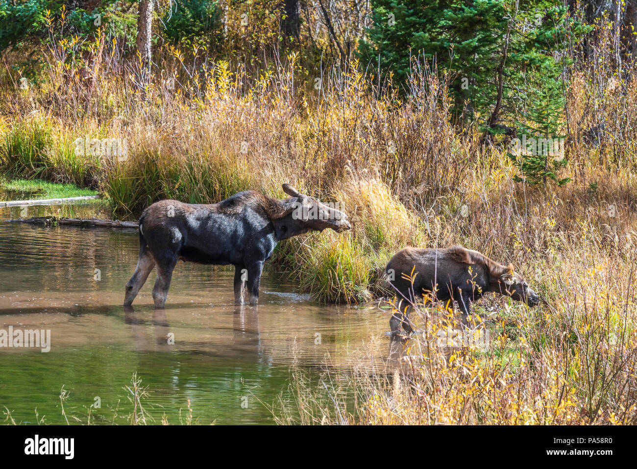 Juvenile moose hi-res stock photography and images - Alamy
