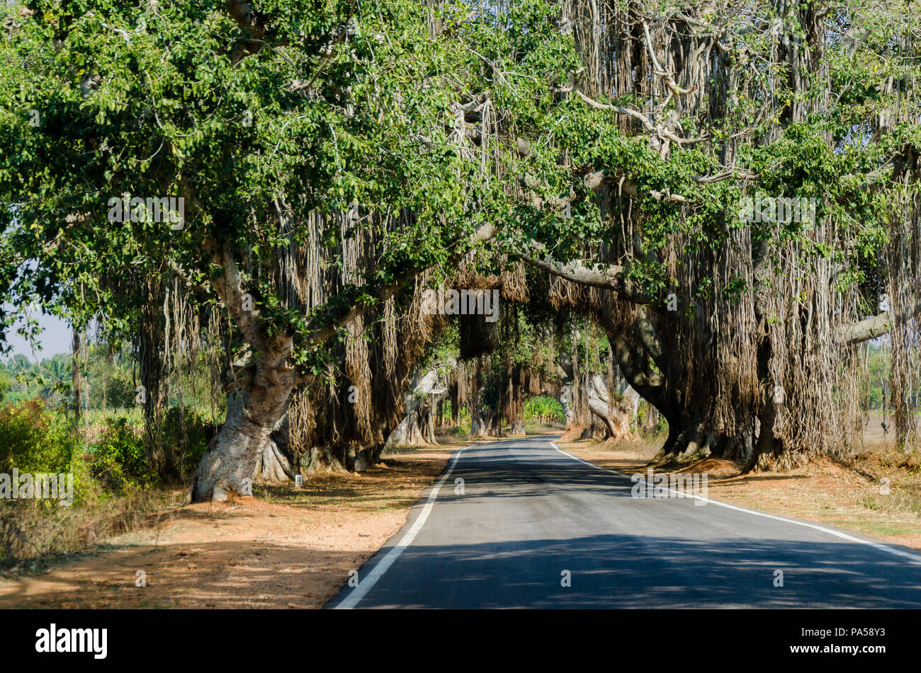 Tree lined road with Banyan tree on either side somewhere in India ...
