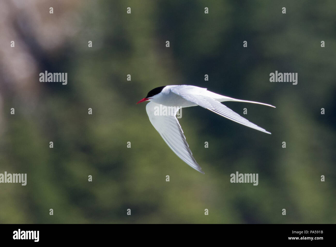 Arctic Tern in flight Stock Photo - Alamy