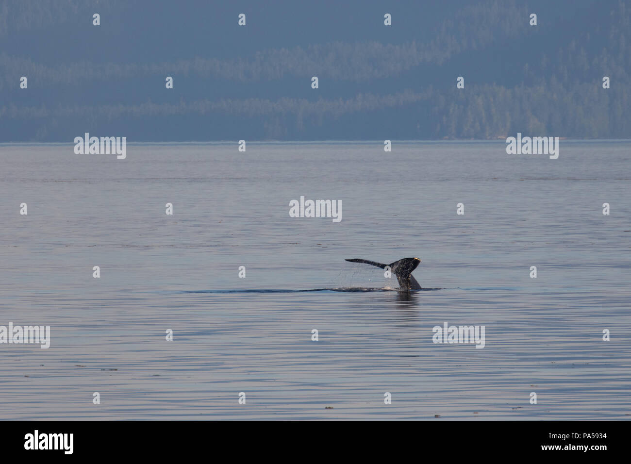 Humpback whale fluke hi-res stock photography and images - Alamy