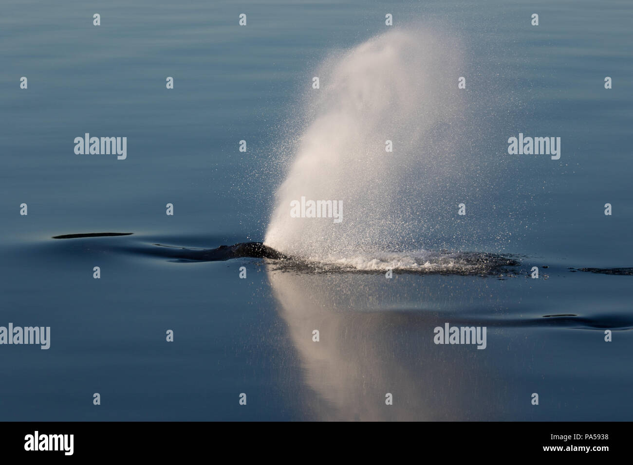 Whale spouting hi-res stock photography and images - Alamy
