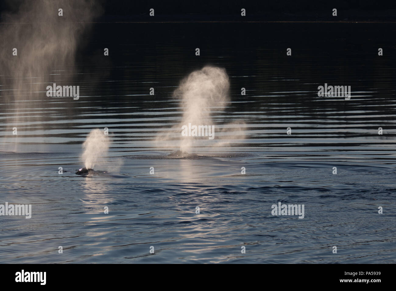 Whale spouting hi-res stock photography and images - Alamy