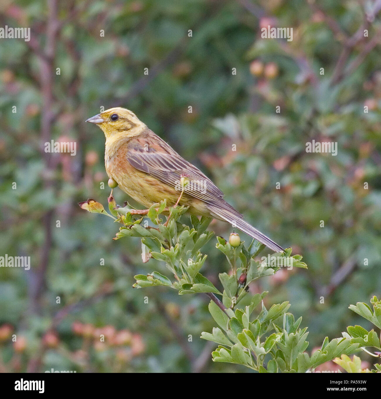 Yellowhammer image hi-res stock photography and images - Alamy