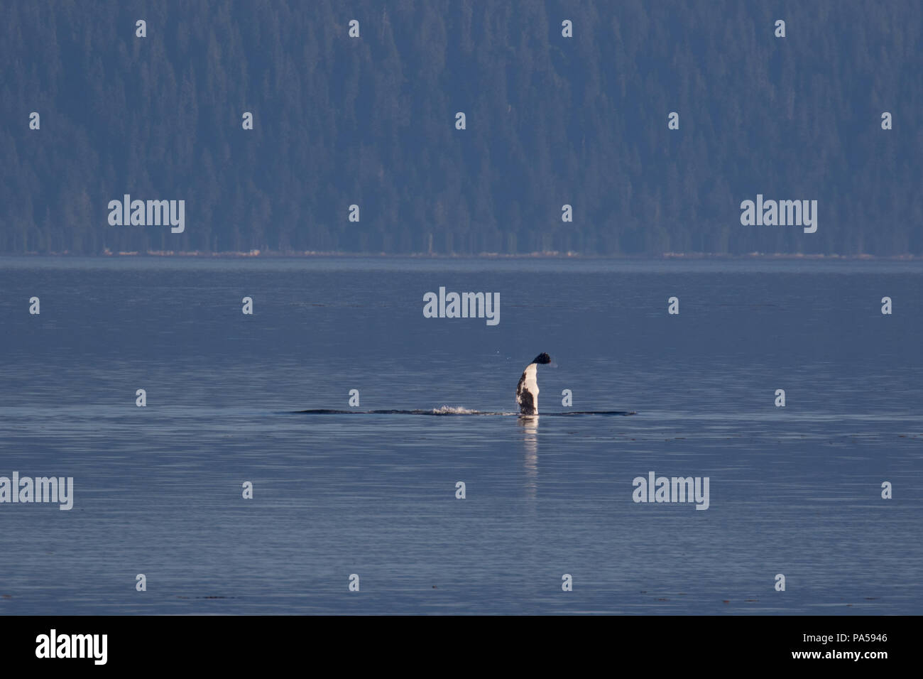 Humpback whale pectoral fin slapping Stock Photo - Alamy
