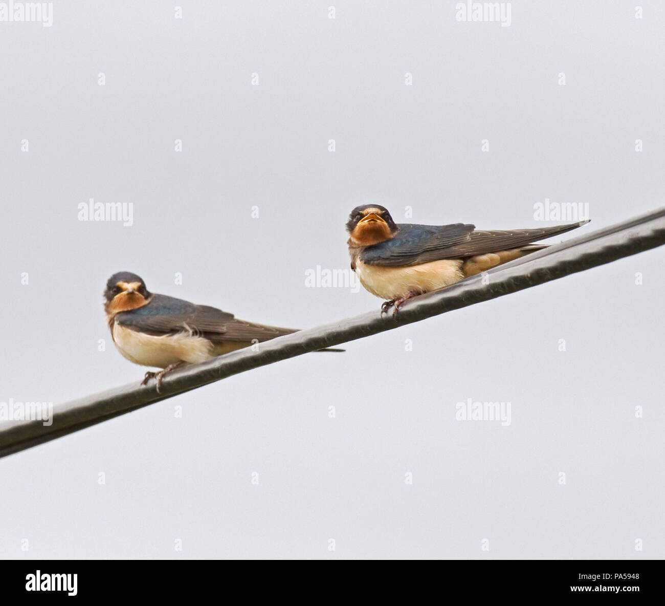 Swallows migrate hi-res stock photography and images - Alamy