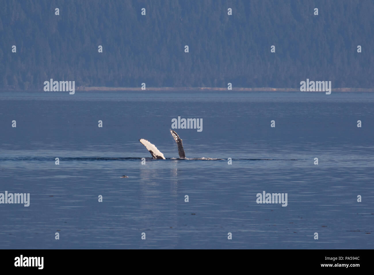 Humpback whale pectoral fin slapping Stock Photo - Alamy