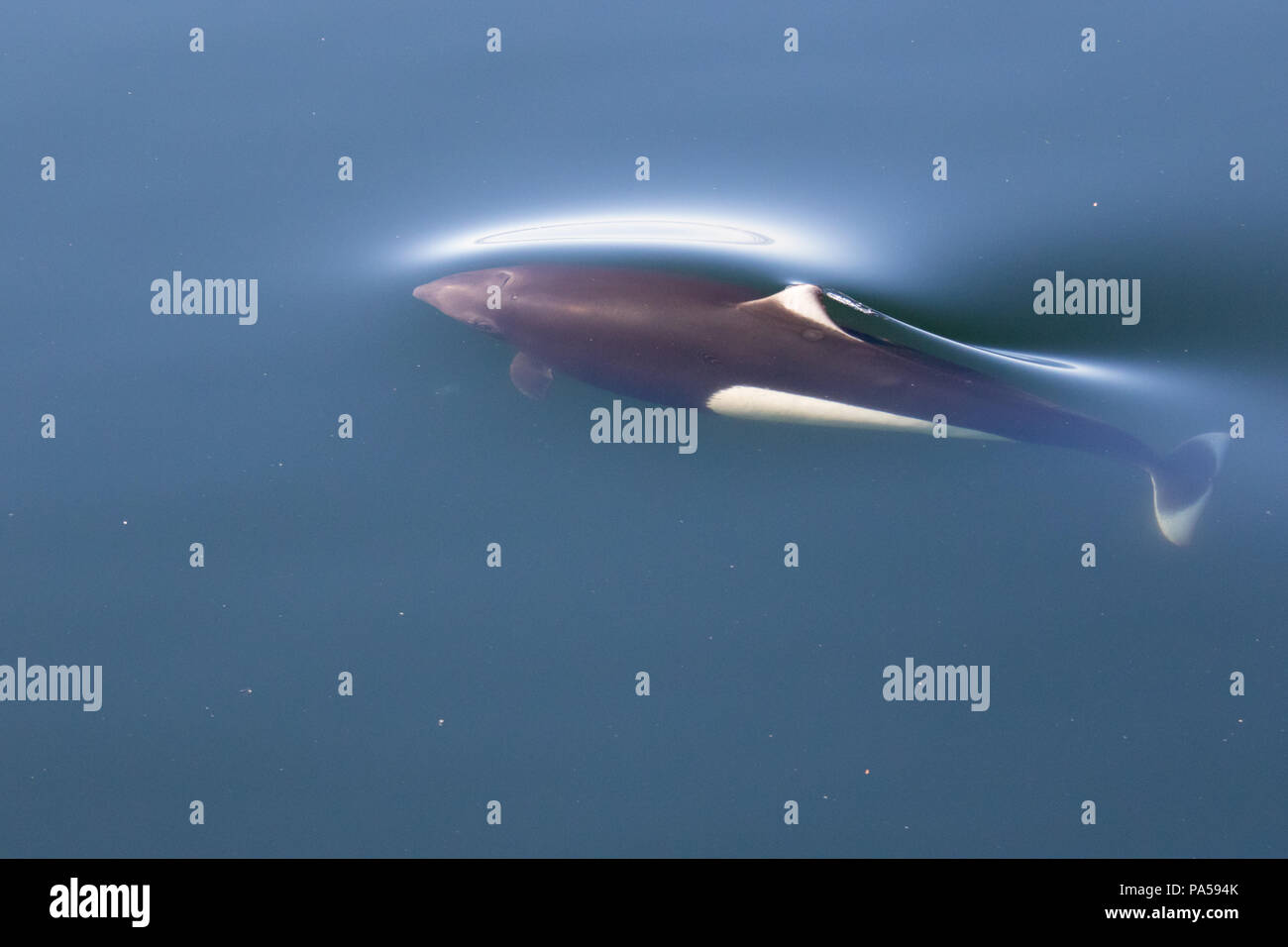 Dall's porpoise hi-res stock photography and images - Alamy