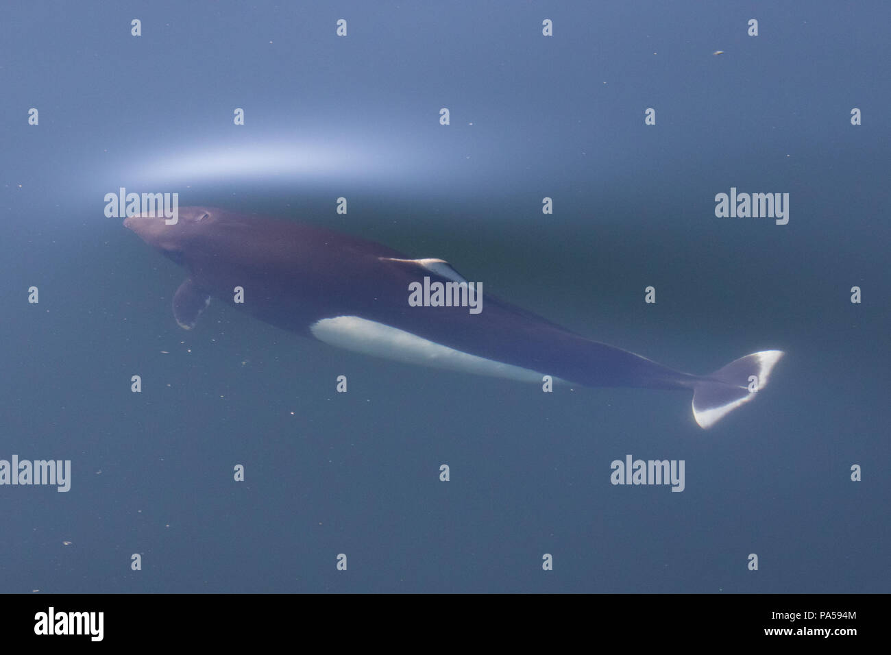 Phocoenoides dalli hi-res stock photography and images - Alamy