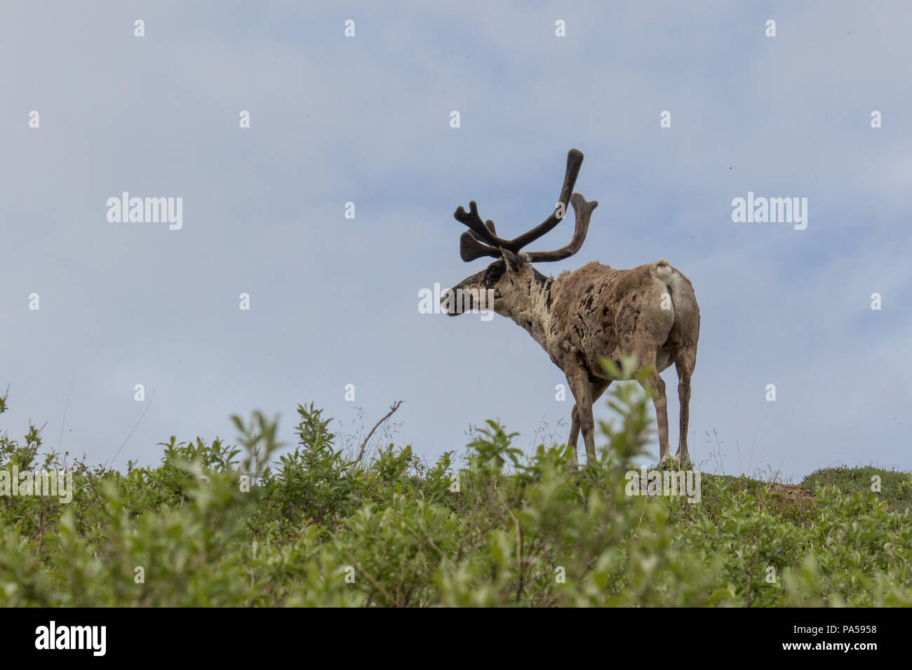Male caribou hi-res stock photography and images - Alamy