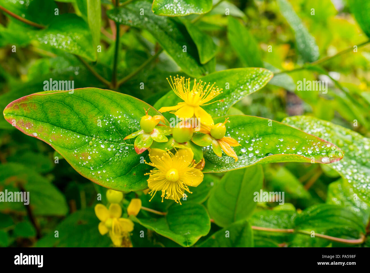Hypericum Flowers Stock Photos & Hypericum Flowers Stock Images - Alamy