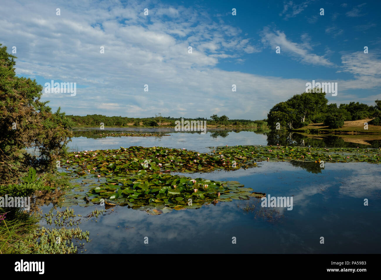 Little Hatchet Pond near Beaulieu The New Forest Hampshire England UK ...