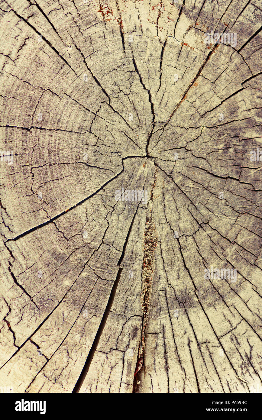 Wood structure, abstract background. Copy space. Dry old tree with cracks. Wooden cross section ...