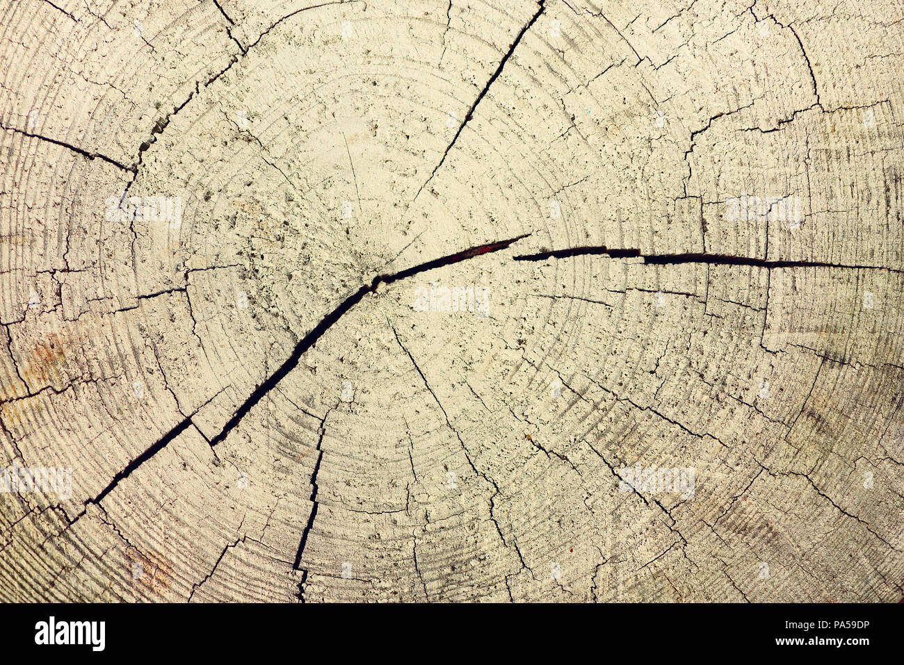 Wood structure, abstract background. Copy space. Dry old tree with cracks. Wooden cross section ...