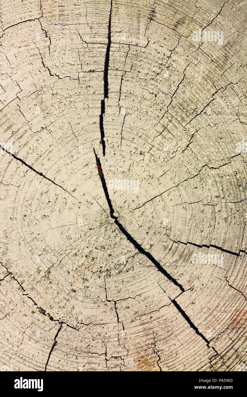 Wood structure, abstract background. Copy space. Dry old tree with cracks. Wooden cross section ...