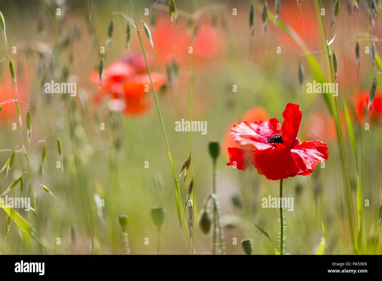 Wild poppies in countryside hi-res stock photography and images - Alamy