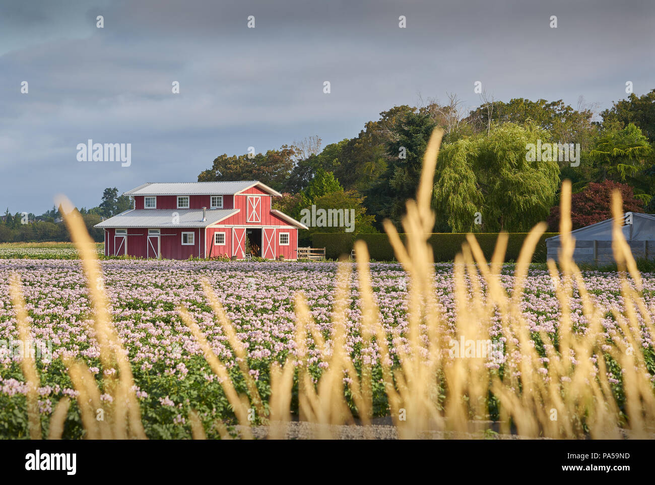 Barn plant hi-res stock photography and images - Alamy