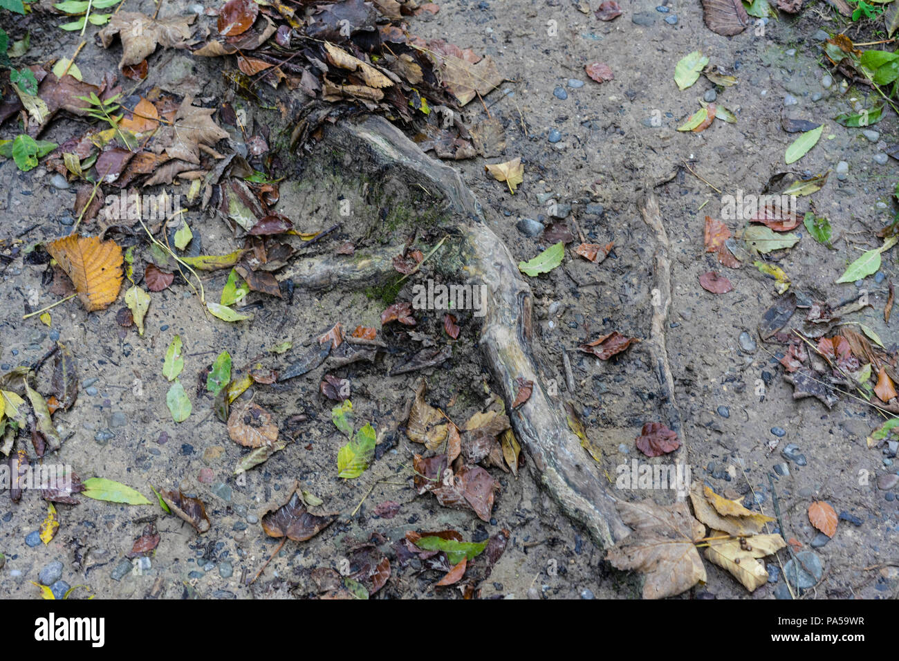 mud road pathway in forest after rain with tree trunk Stock Photo - Alamy