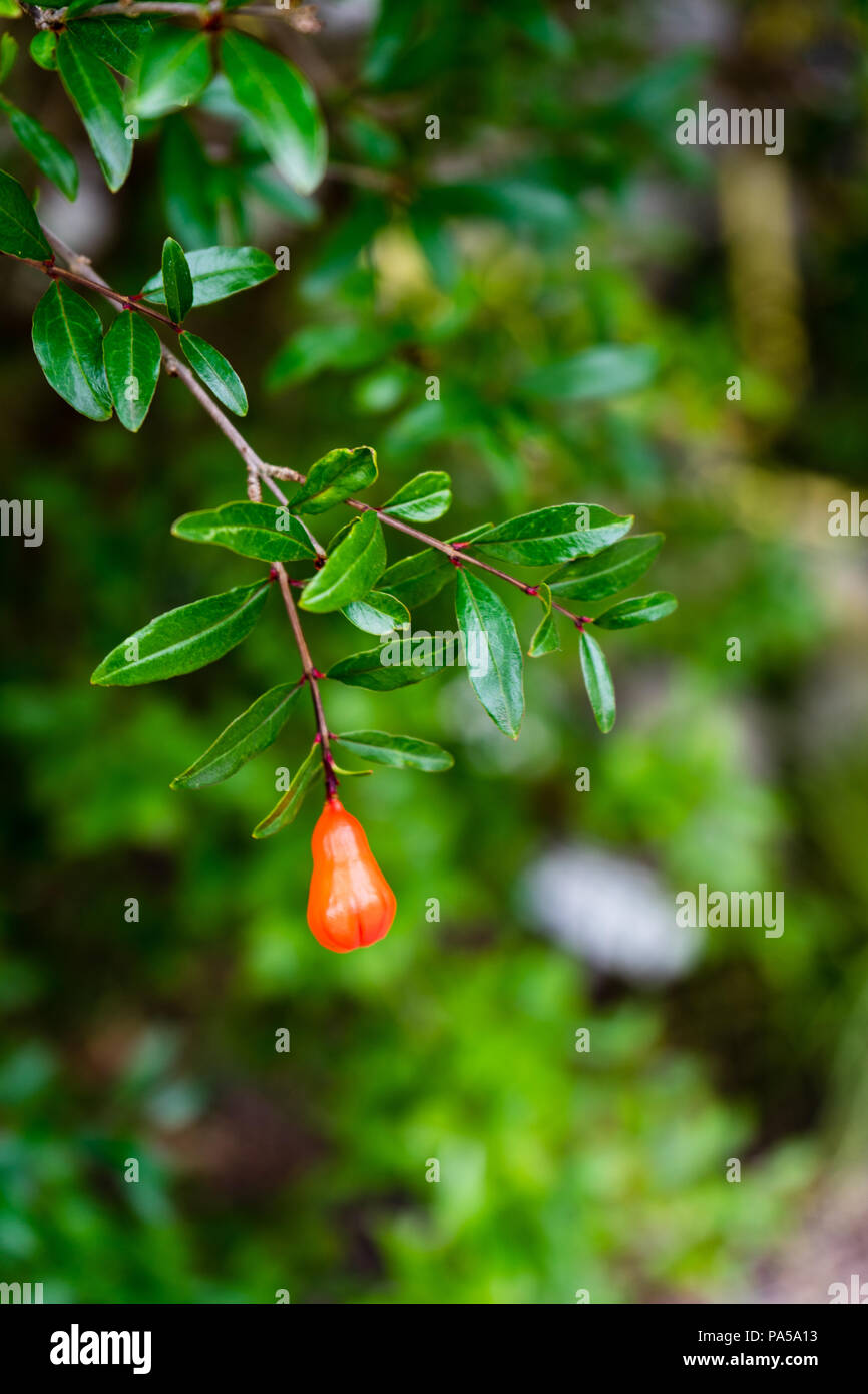 Holly leaves with single berry hi-res stock photography and images - Alamy
