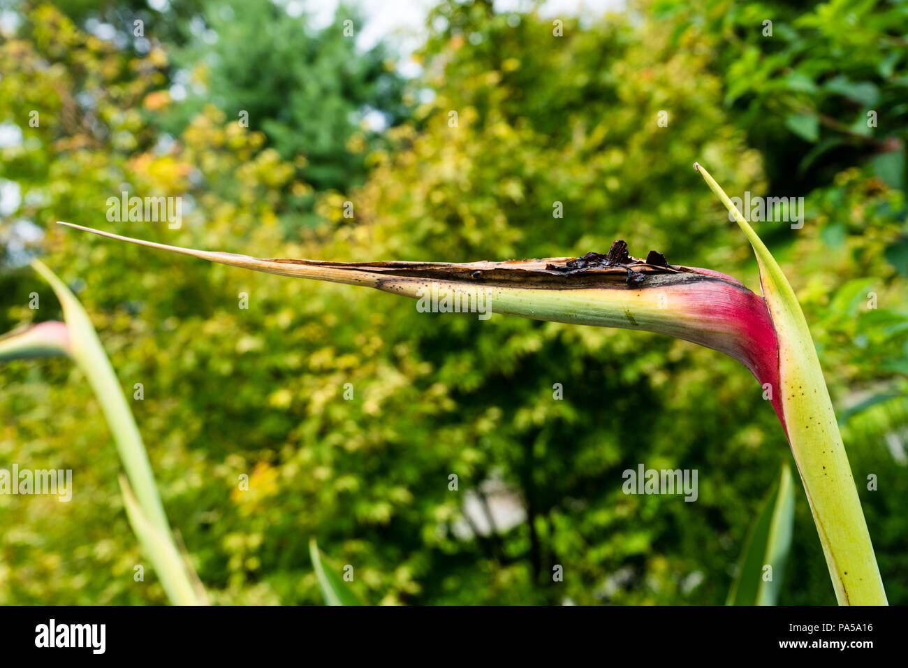 strelitzia reginae golden mandela flower plant paradisebird flower ...