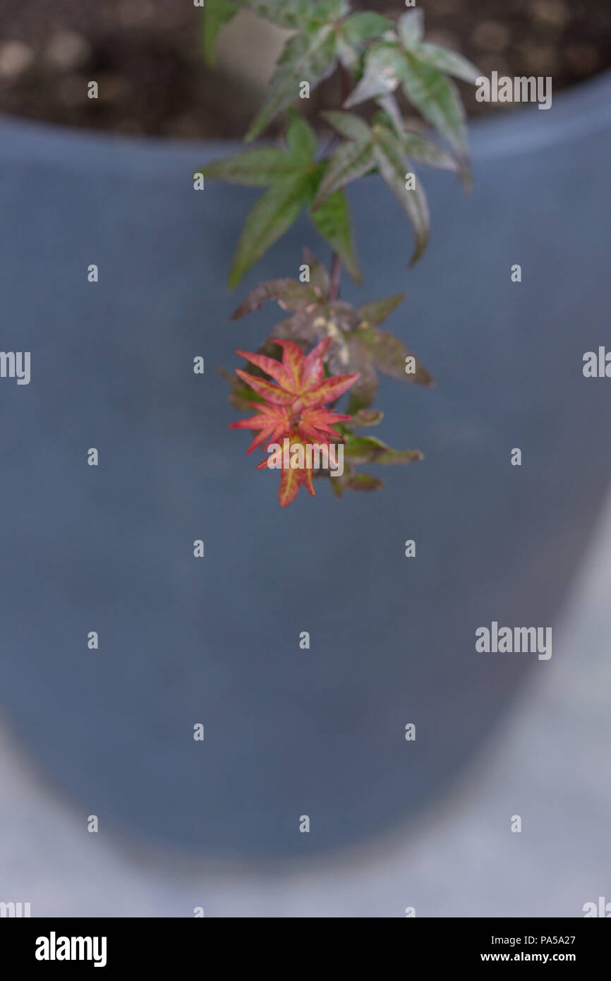 red bud of japanese maple front view isolated Stock Photo - Alamy