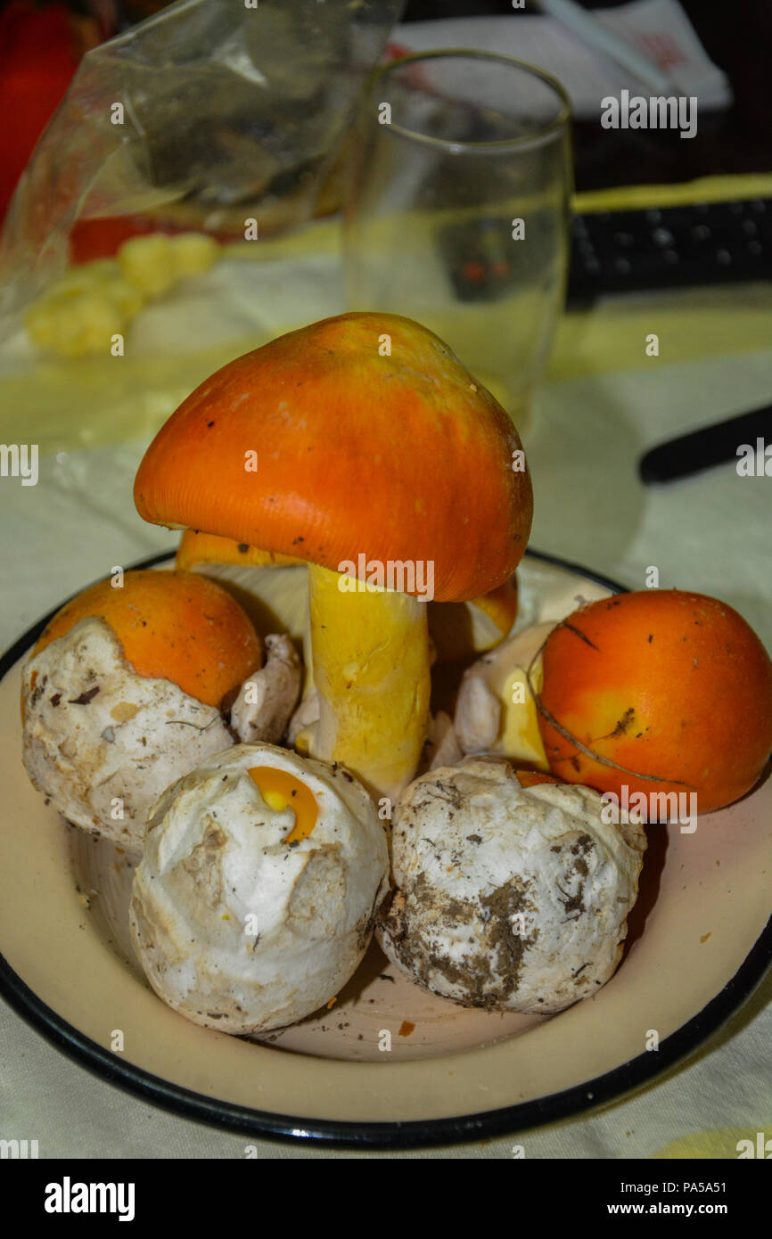 Caesar's mushroom (Amanita caesarea). Most delicious mushroom in the ...