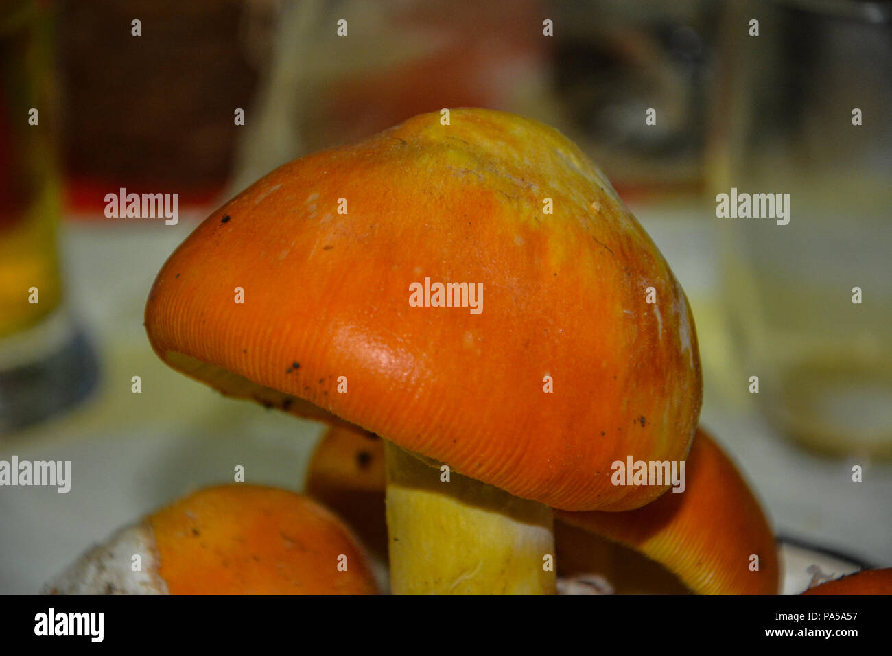 Caesar's mushroom (Amanita caesarea). Most delicious mushroom in the ...