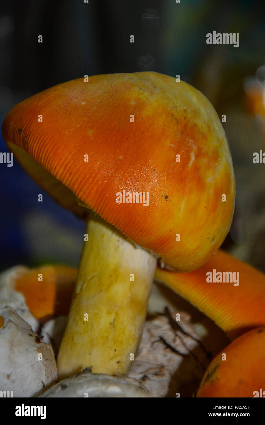 Caesar's mushroom (Amanita caesarea). Most delicious mushroom in the ...