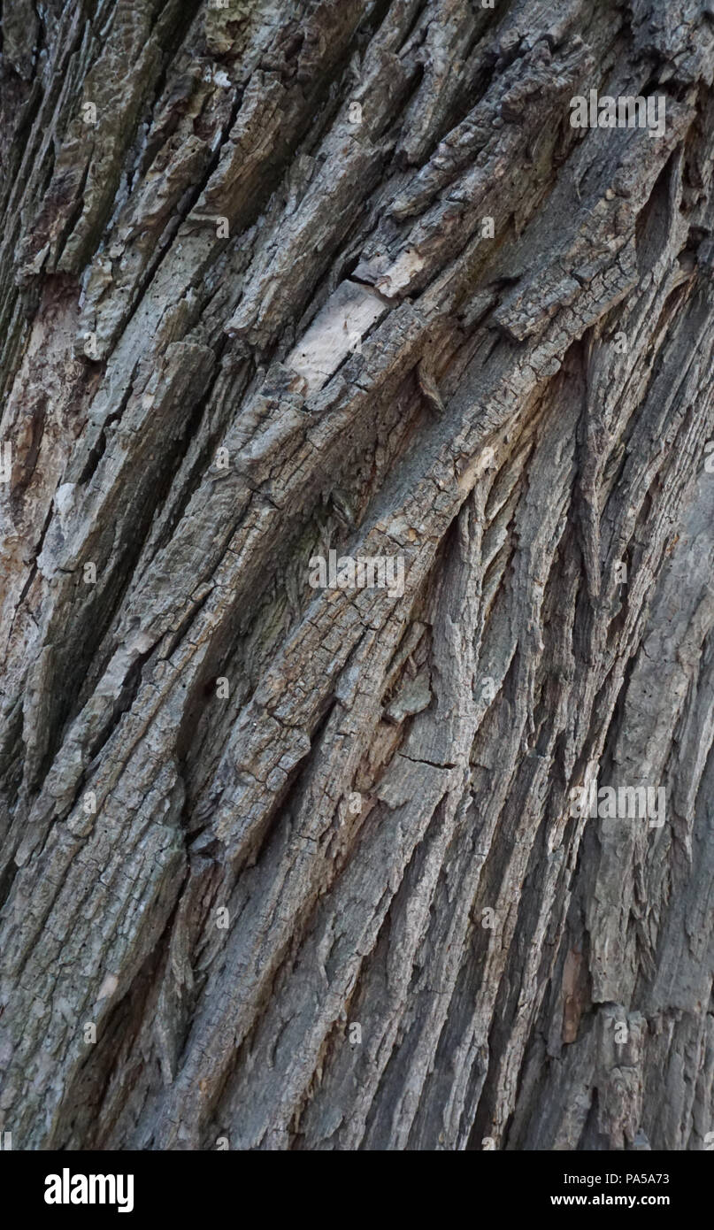 brown bark of a tree Stock Photo - Alamy