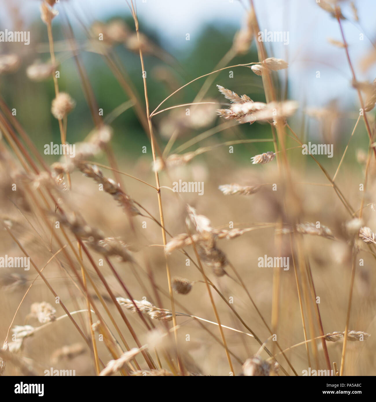Grain and grass hi-res stock photography and images - Alamy