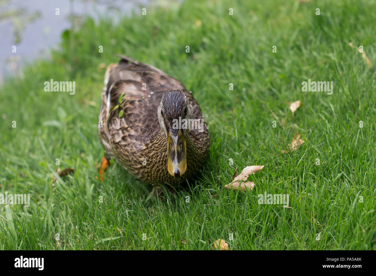 Waddling hi-res stock photography and images - Alamy