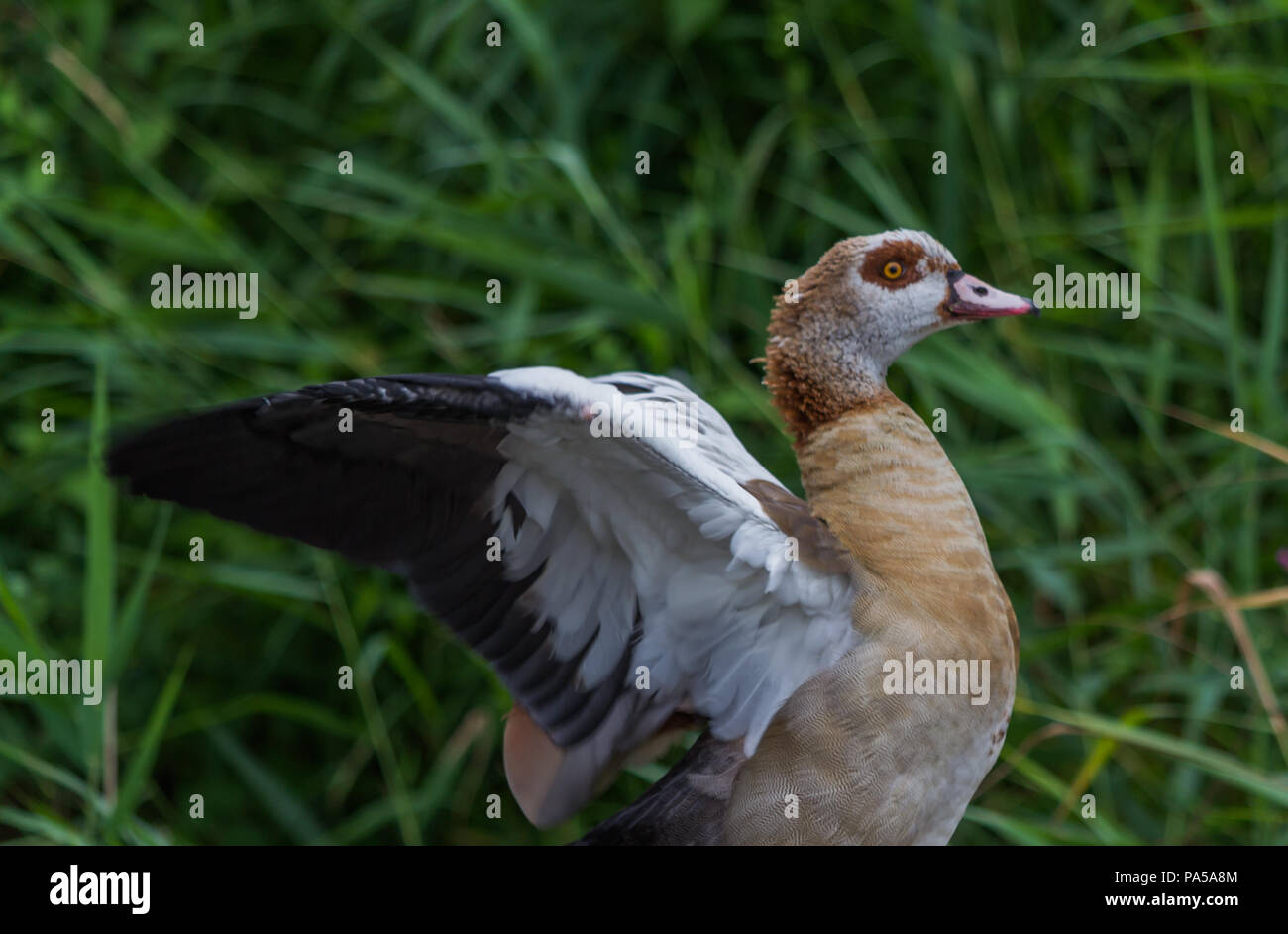 An egyptian goose with it's wings stretched out Stock Photo - Alamy