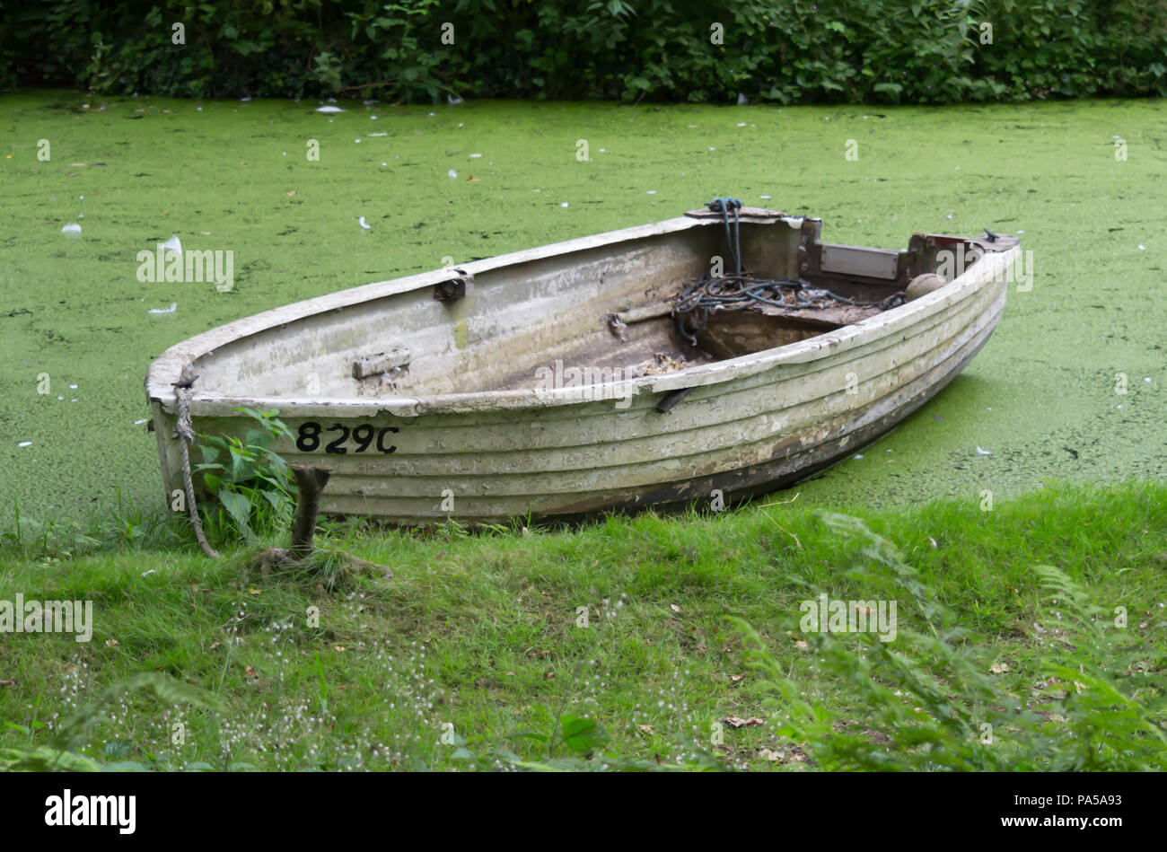 An old green boat sitting in algae covered water Stock Photo - Alamy