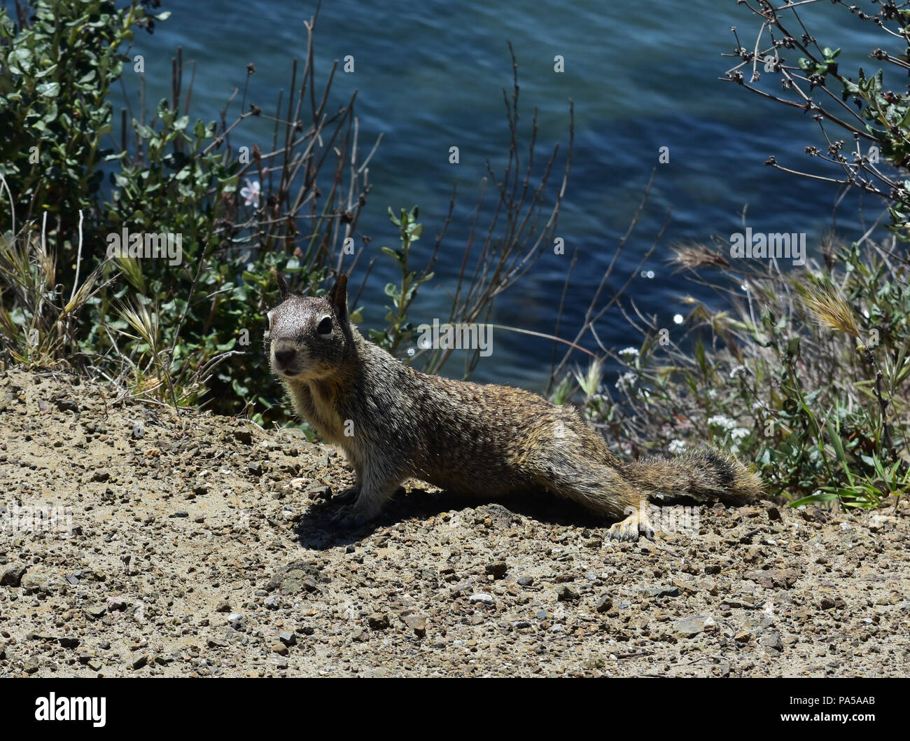Cute stretching squirrel in Morro Bay California Stock Photo - Alamy