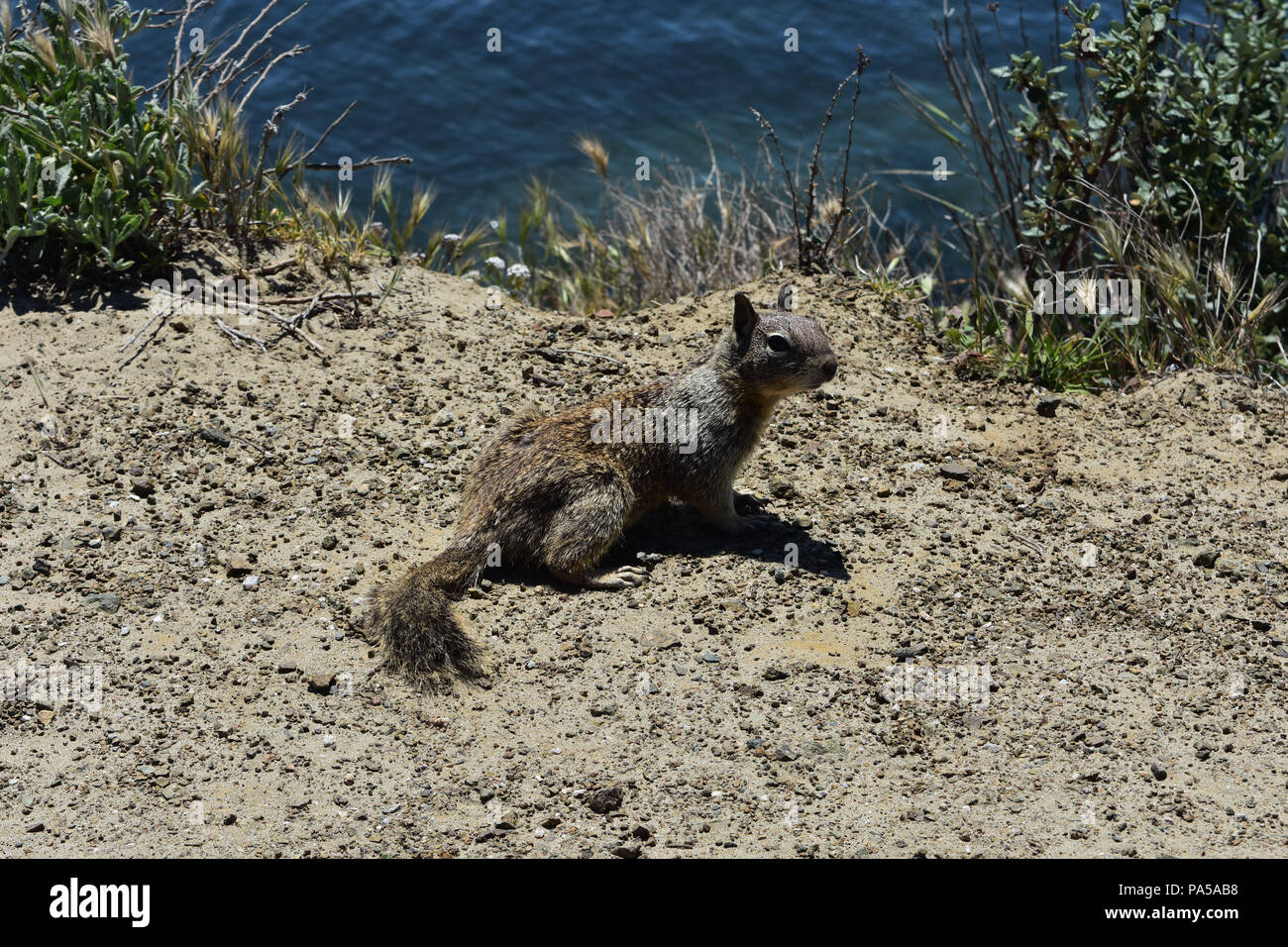 Cute wild ground squirrel at the beach in California Stock Photo - Alamy