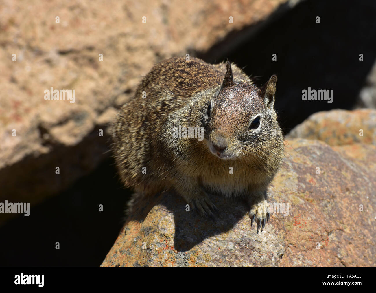 California wild squirrel with a very cute face Stock Photo - Alamy