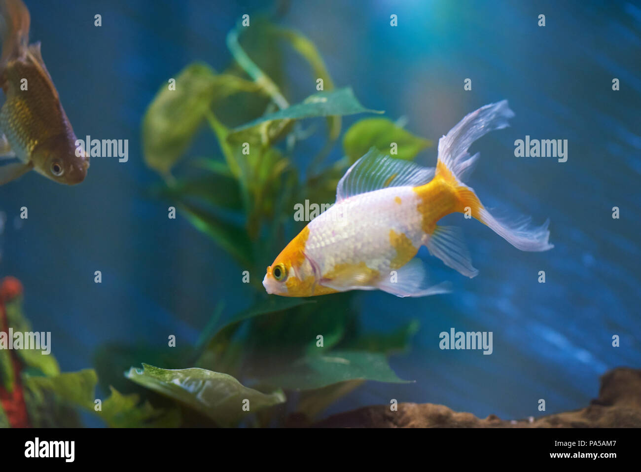 Gold fish aquarium hi-res stock photography and images - Alamy