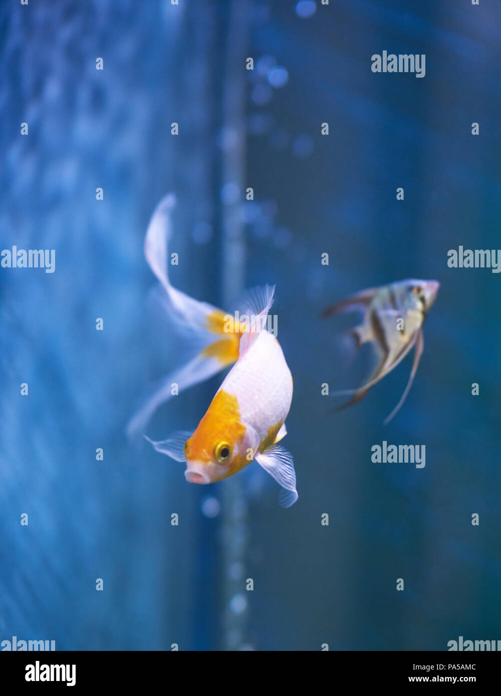 Goldfish in blue aquarium water background. Colorful tropical fish ...