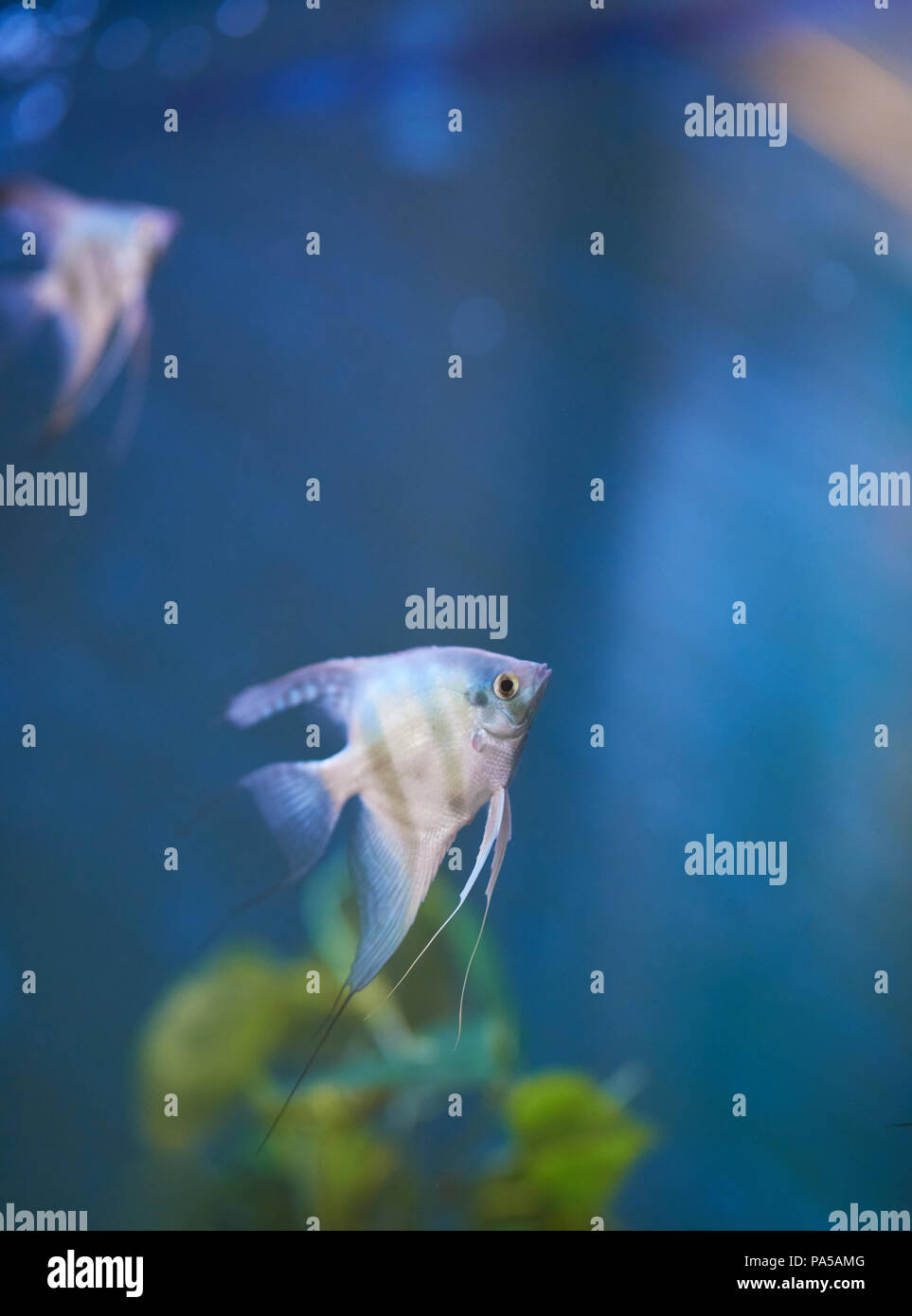 Silver flat fish swim in blue aquarium water background Stock Photo - Alamy