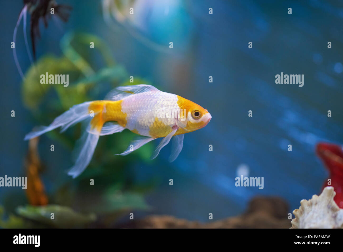 Colorful fish on aquarium water background close up view Stock Photo ...