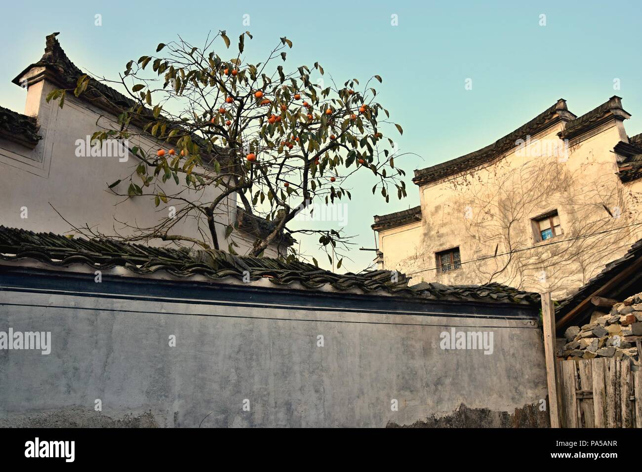 A Persimmon tree with persimmon fruits in Xidi, a small ancient village ...