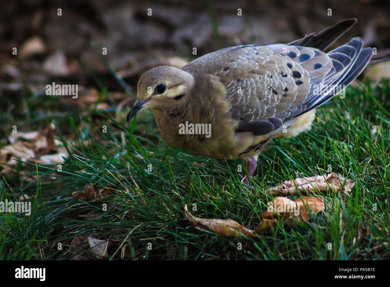 Mourning dove perched on one leg on the grass Stock Photo - Alamy