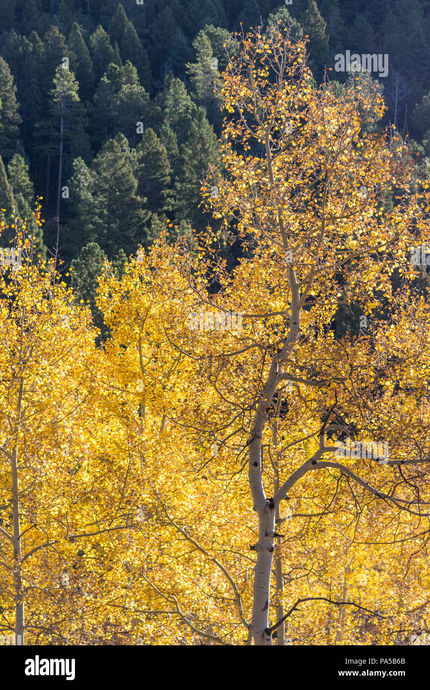 Beautiful fall colors! Aspen leaves changing color in the Rocky ...