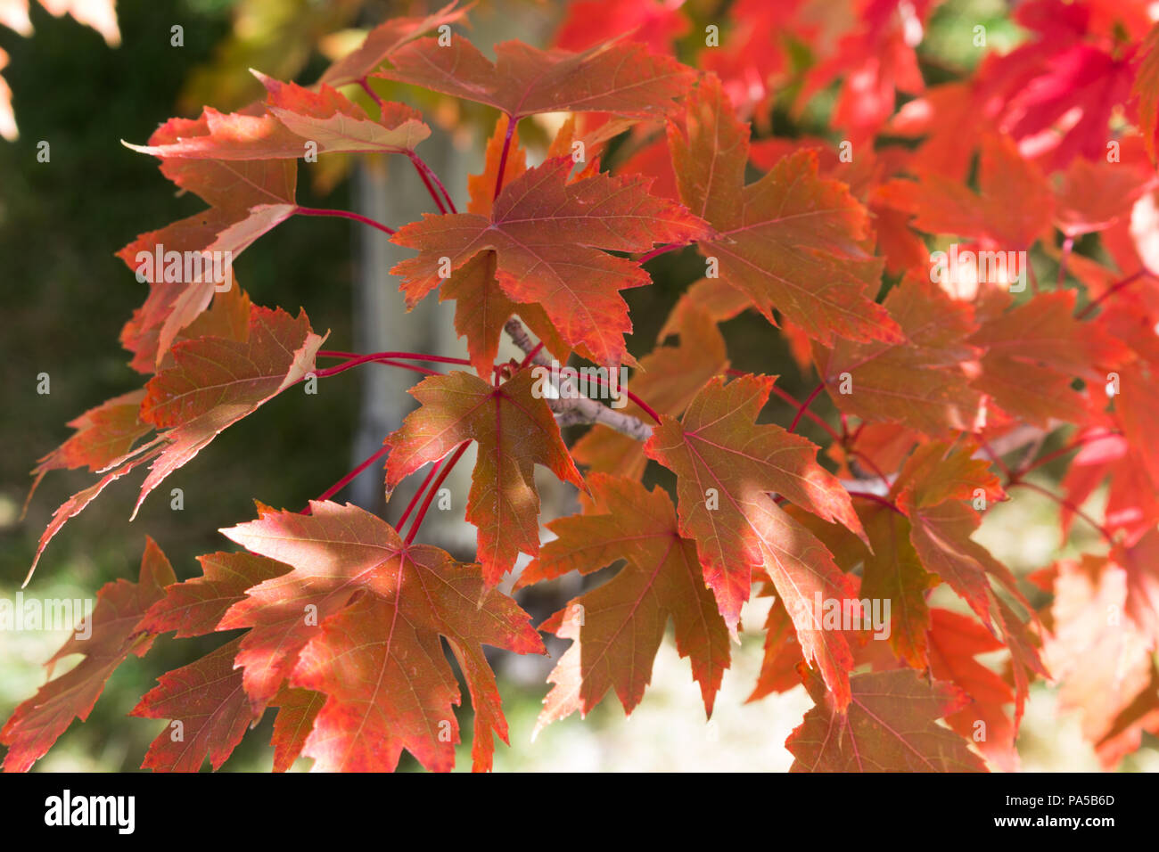 Maple leaves changing to an array of beautiful color in the fall ...