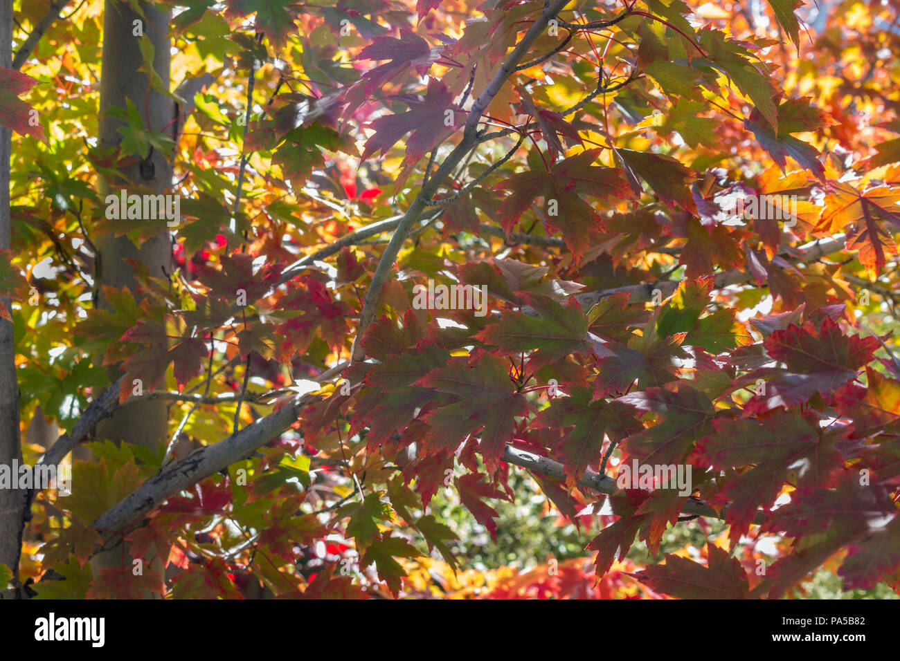 Maple leaves changing color in the fall. Simply beautiful! Stock Photo ...
