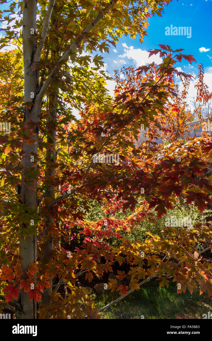 Maple leaves changing vibrant colors in the fall under a beautiful blue ...