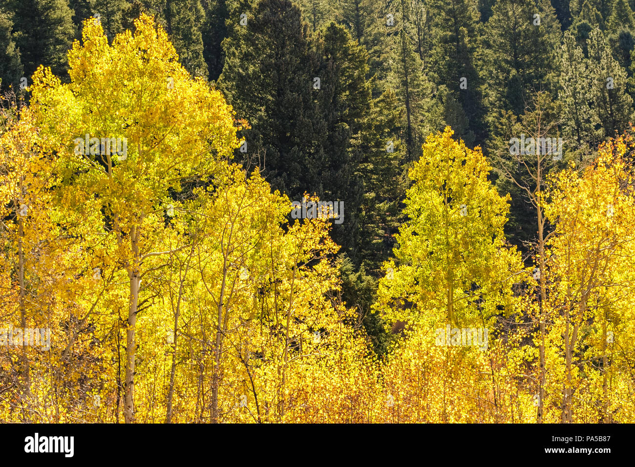 Trees shedding leaves hi-res stock photography and images - Alamy