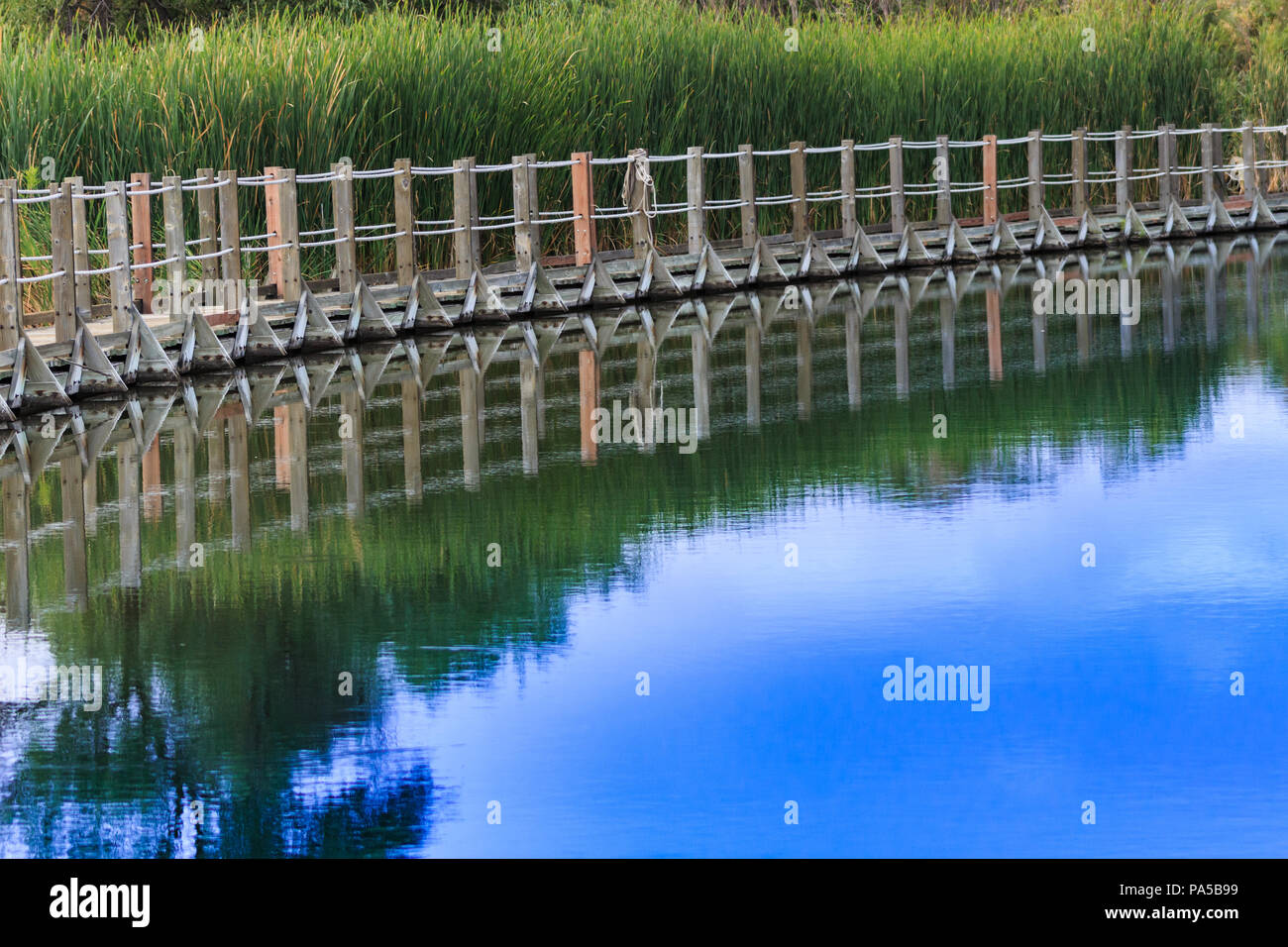A floating boardwalk against a backdrop of cattails reflected in water ...